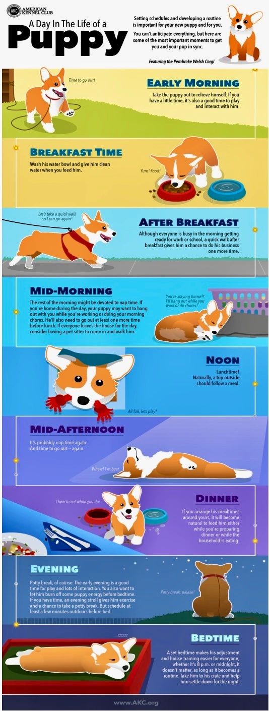 A Day In The Life of a Puppy