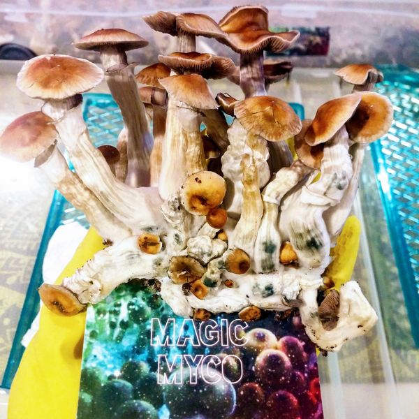 Fungi Research Services