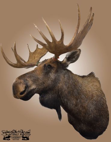 Photo Gallery - Naturally Wild Taxidermy