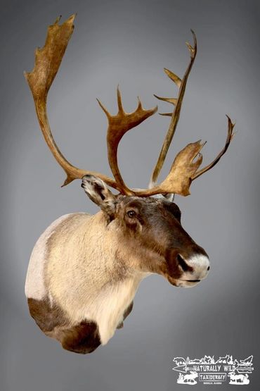 Photo Gallery - Naturally Wild Taxidermy