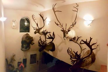 Photo Gallery - Naturally Wild Taxidermy