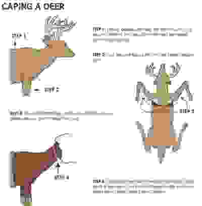 Naturally Wild Taxidermy - Taxidermy, Field Care | Naturally Wild Taxidermy
