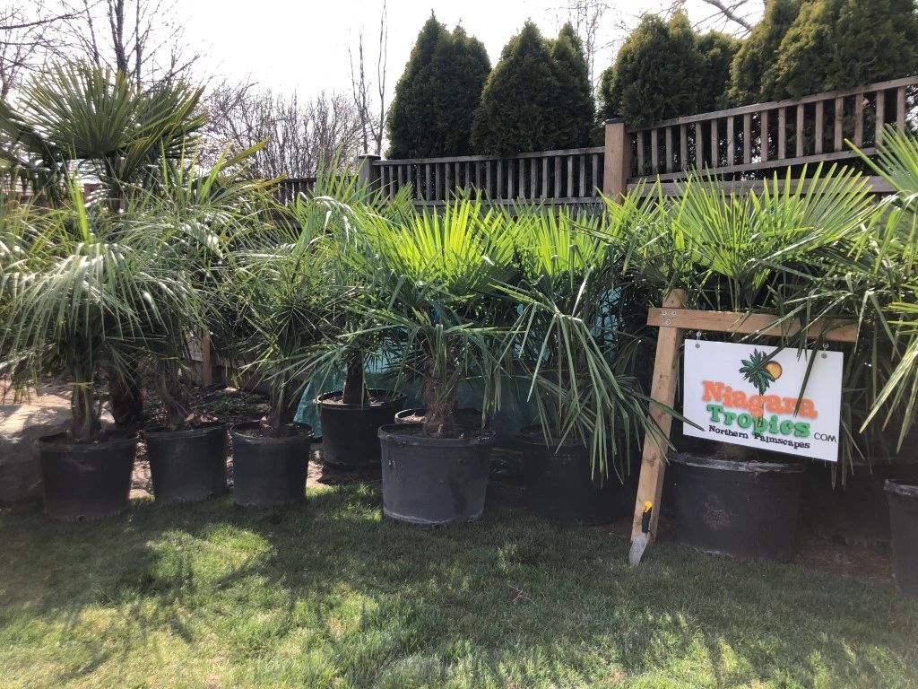 Cold Hardy Palm Trees