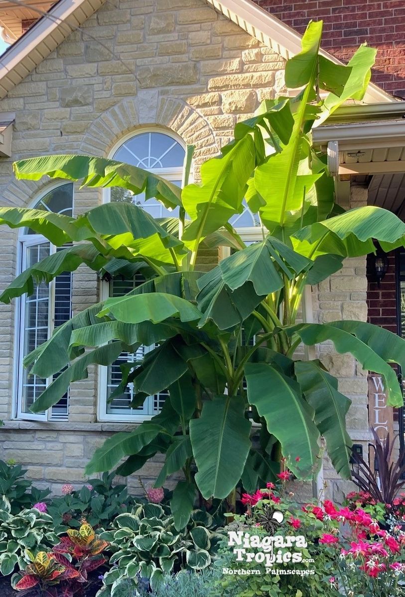 Musa Basjoo - Cold Hardy Banana) Cold‑Tolerant Tropical for Ontario ...