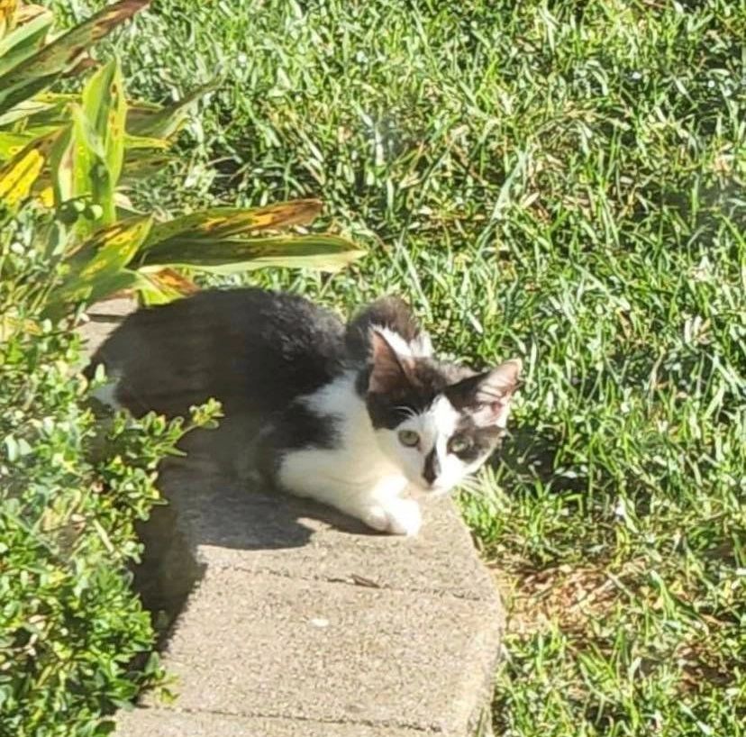 4 Stray Paws Rescue Ltd.