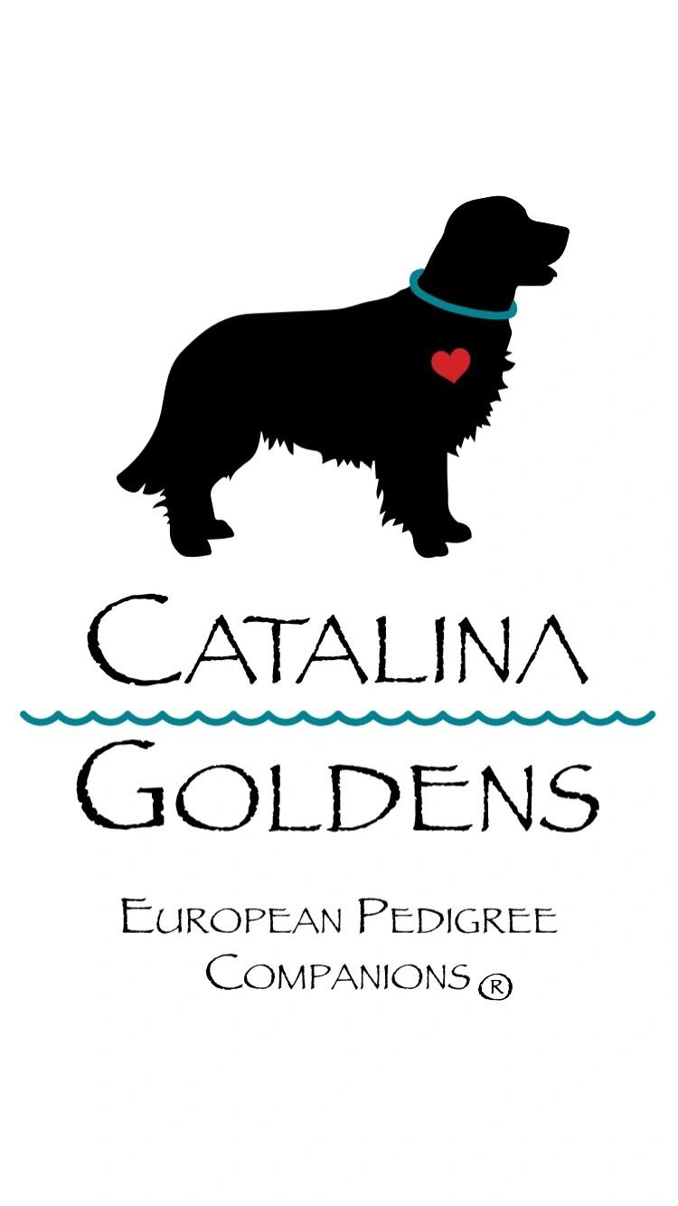 Catalina Goldens - Golden Retriever, European Golden Retriever