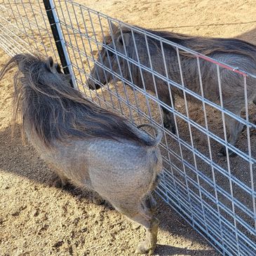 Exotic Animal Experiences