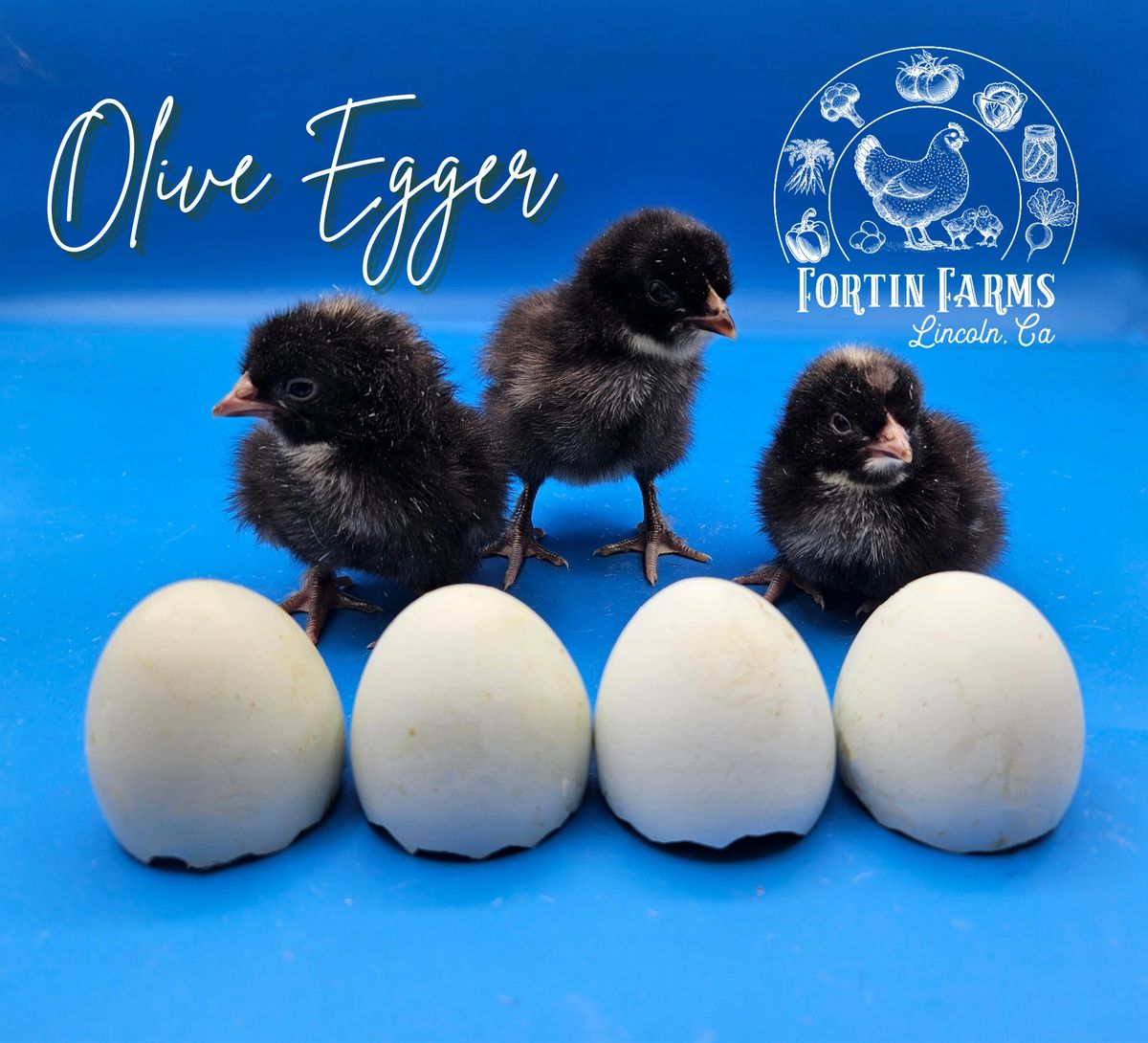 F1 Olive Egger Chicks