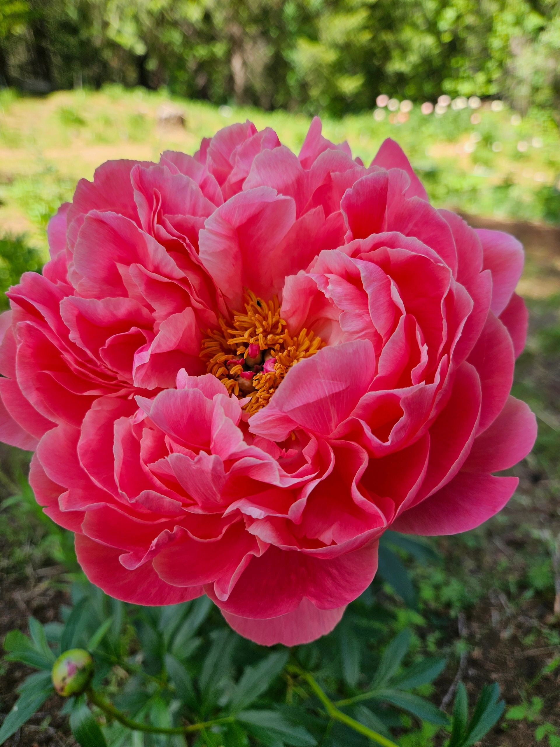 The flowers are blooming