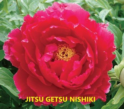 Jitsu Getsu Nishiki Tree Peony