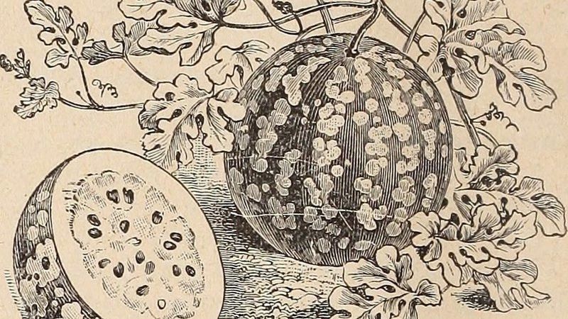 Here’s What the Watermelon Was Up to Before It Tasted Good