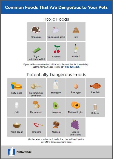 Pet Toxic Infographic