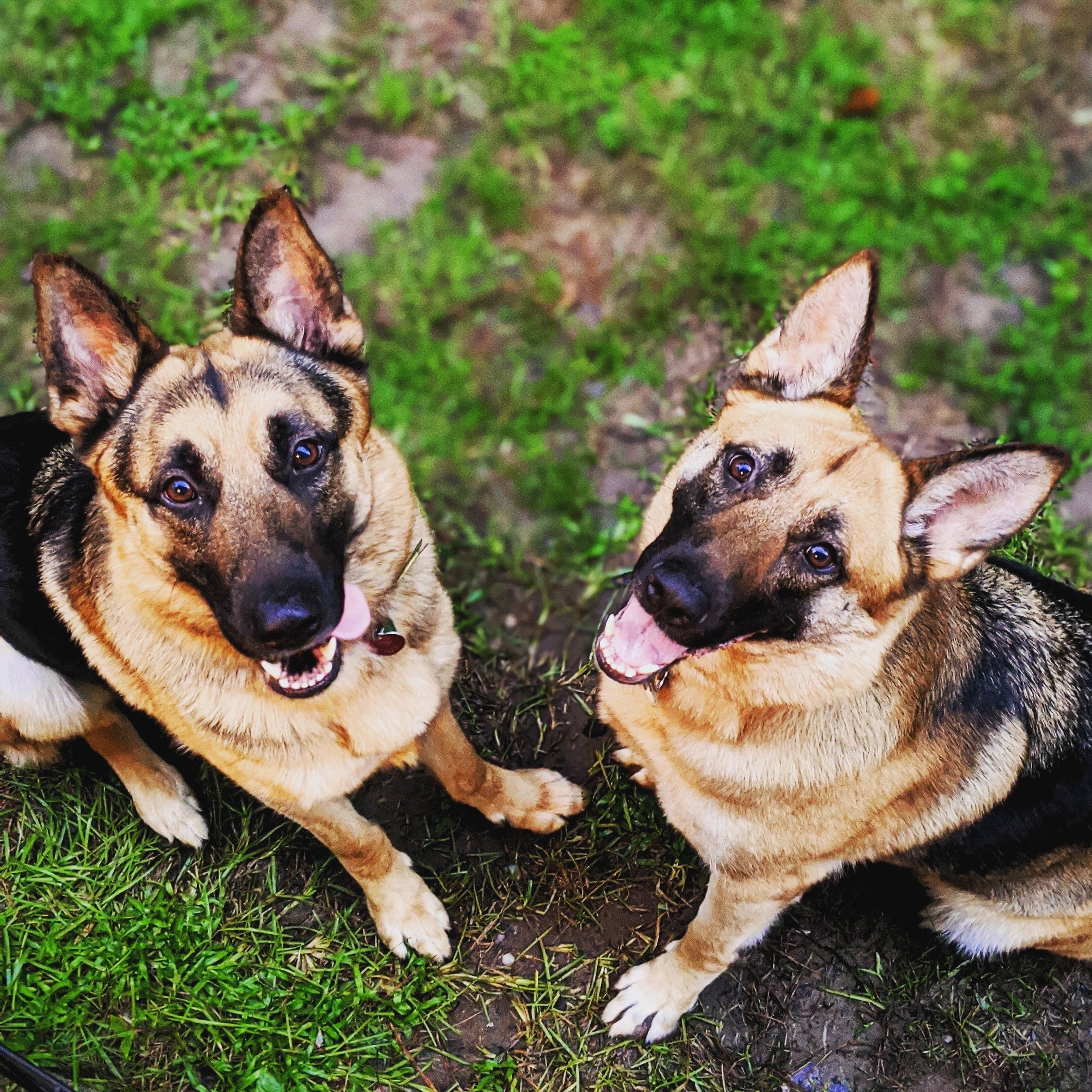 Professional Dog Trainer | Dog Obedience Training