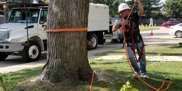 Tree Solutions MI