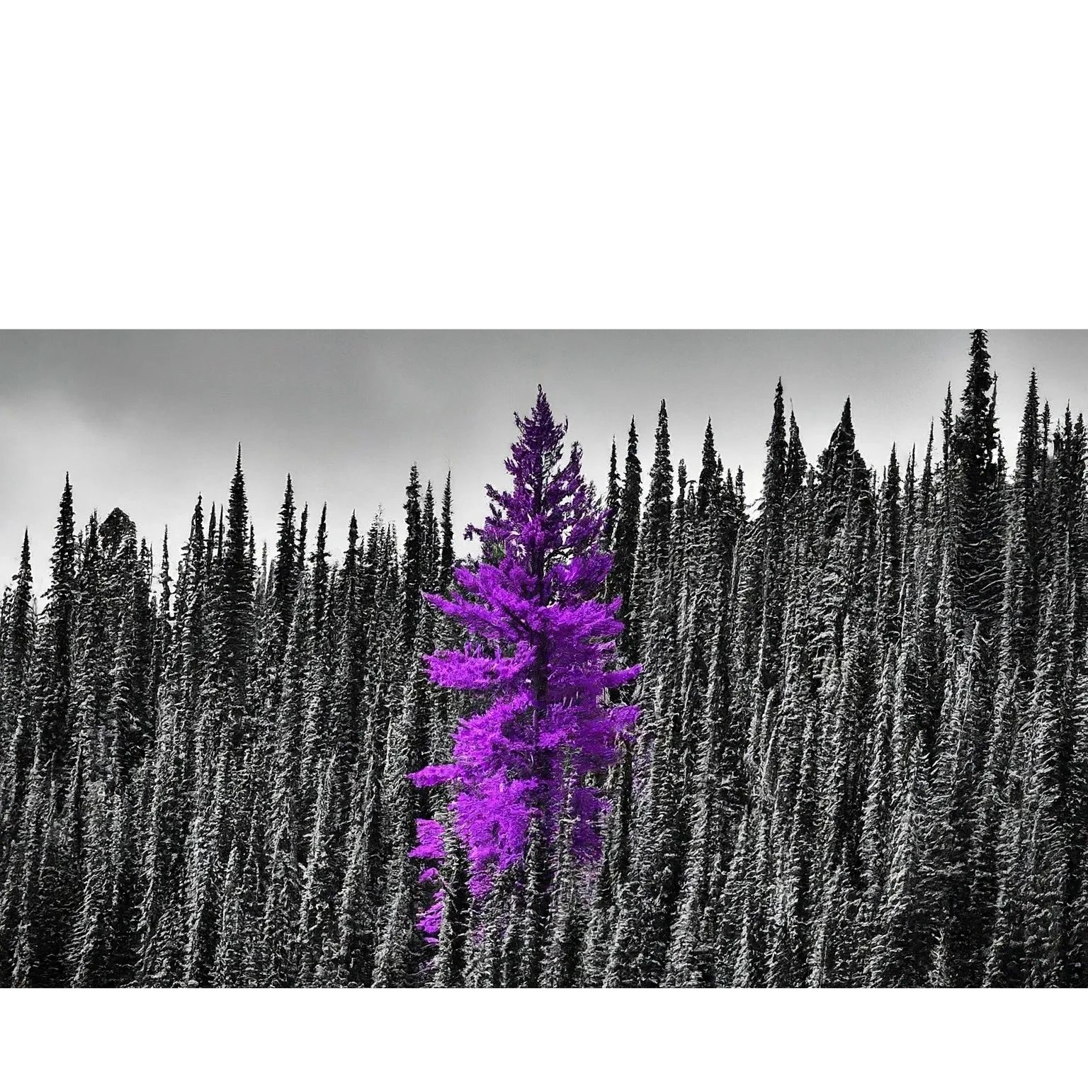 Home [purple-spruce.com]