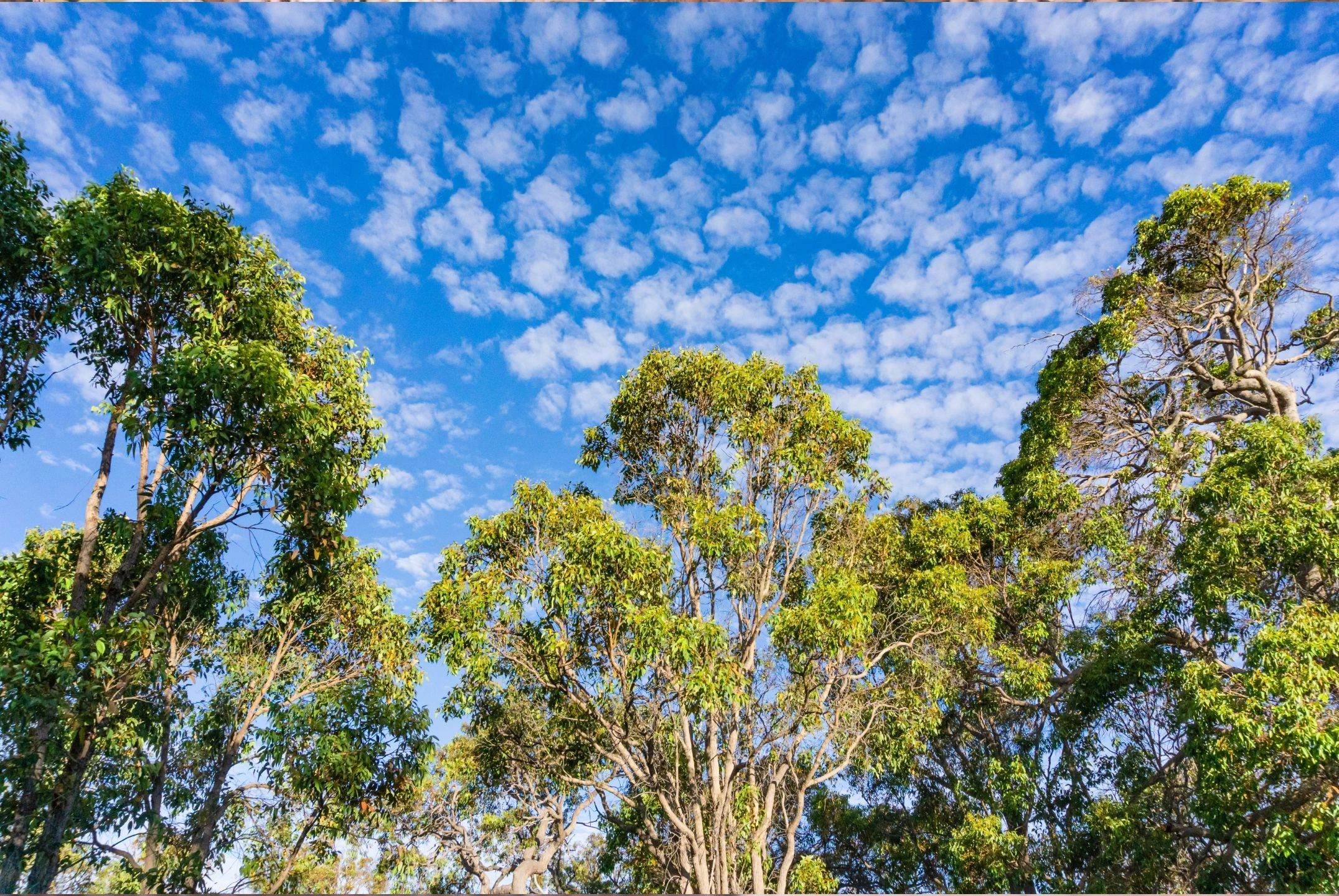 West Coast Revegetation & Reticulation
