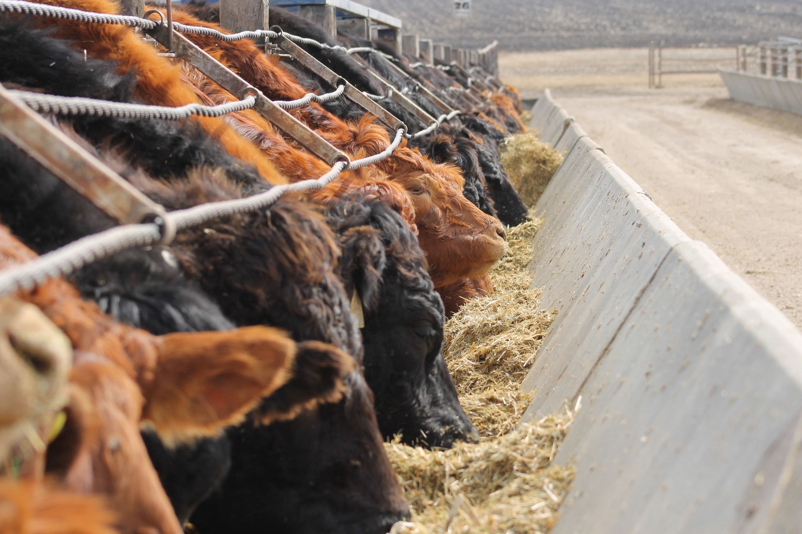 Green Springs Bull Test - Bull Sale, Agricultural Service, Bull Test