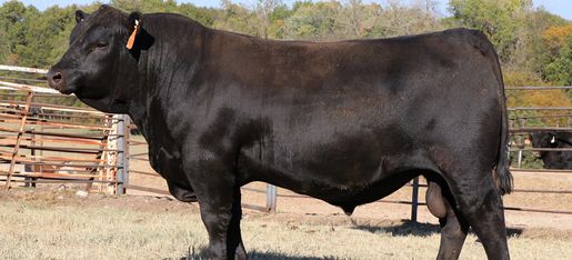 Green Springs Bull Test - Bull Sale, Agricultural Service, Bull Test