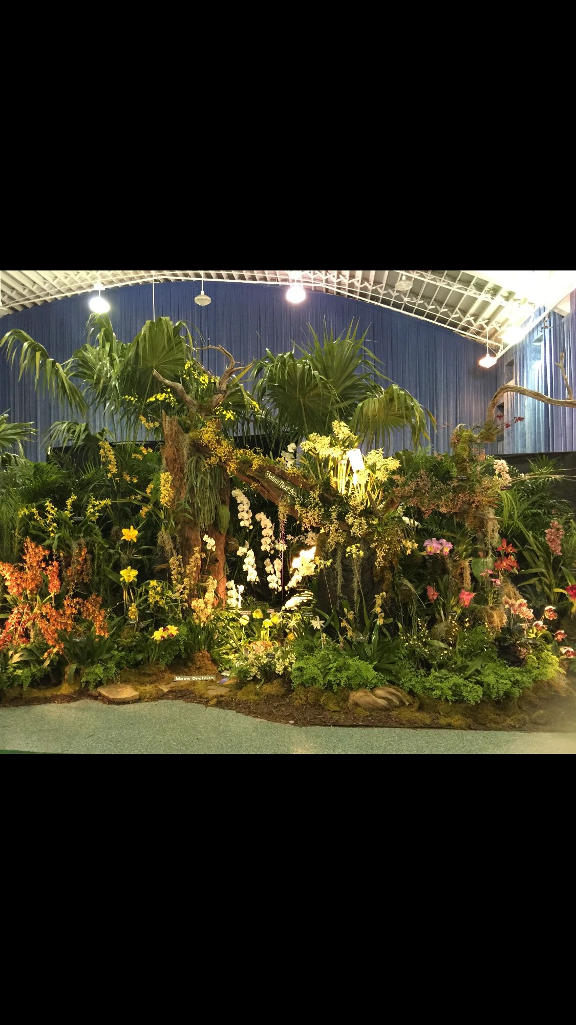 Asian Orchid source - Orchid Species, AOS, Orchid Awards, Exotic ...