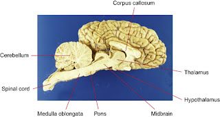 Training the equine brain