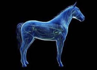 The equine lymphatic system & its relationship with physiotherapy