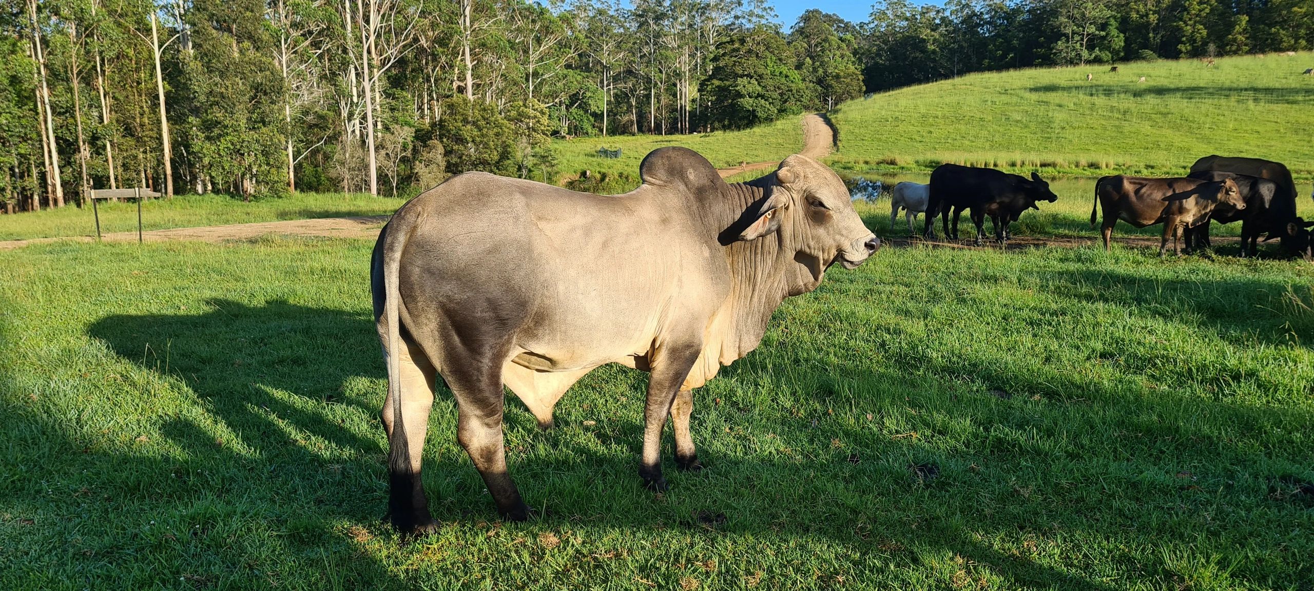 Ferdinand The New Bull