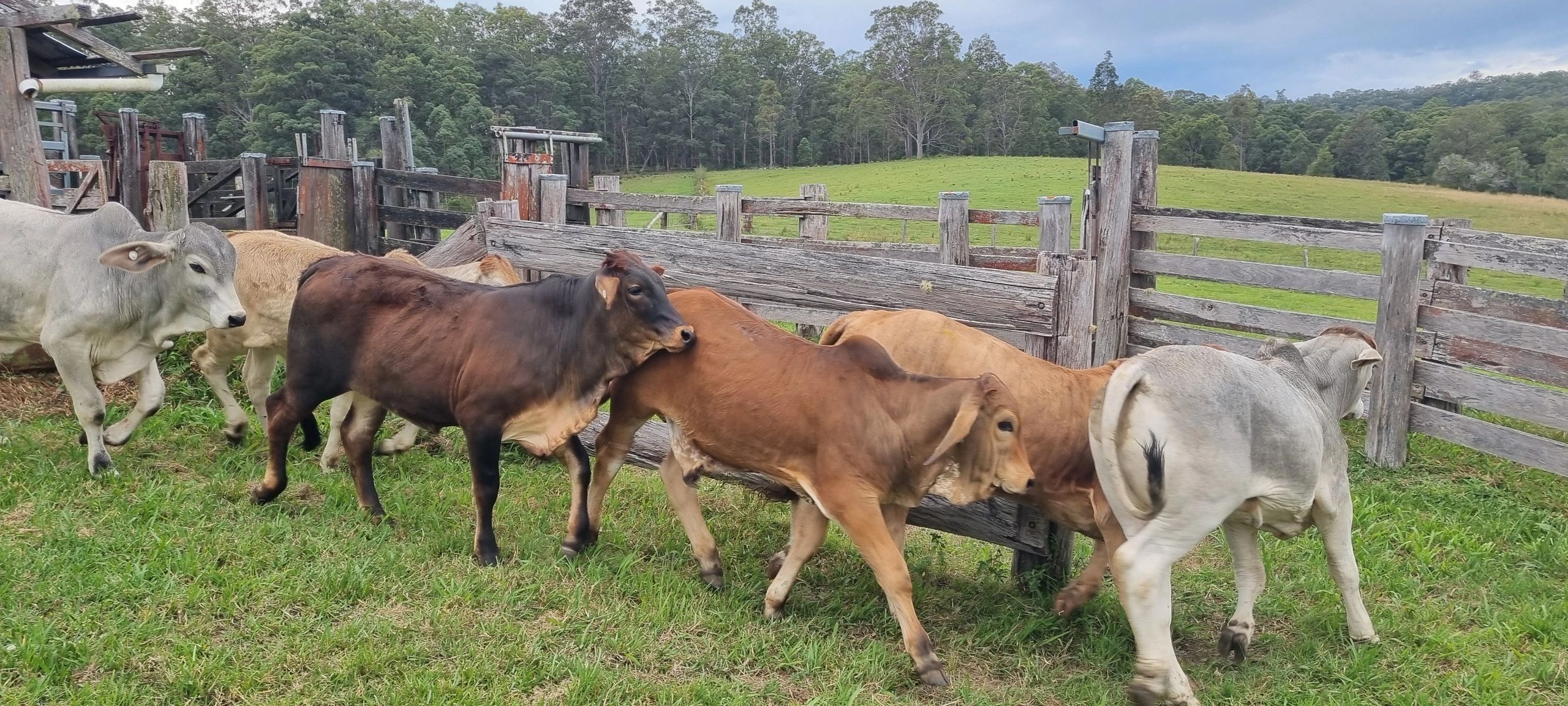 Meet Our New Brahman Cattle at The Gallery Farm
