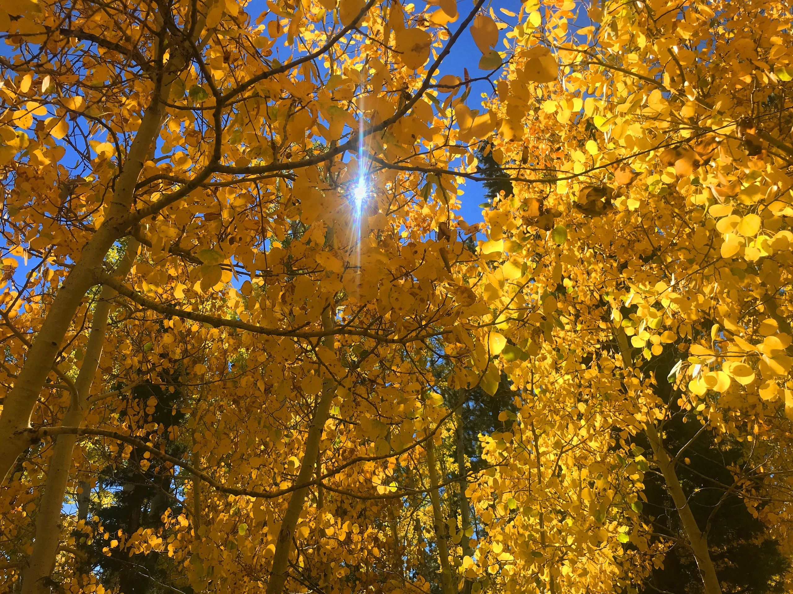 Alpine County Chamber of Commerce & Visitor's Center