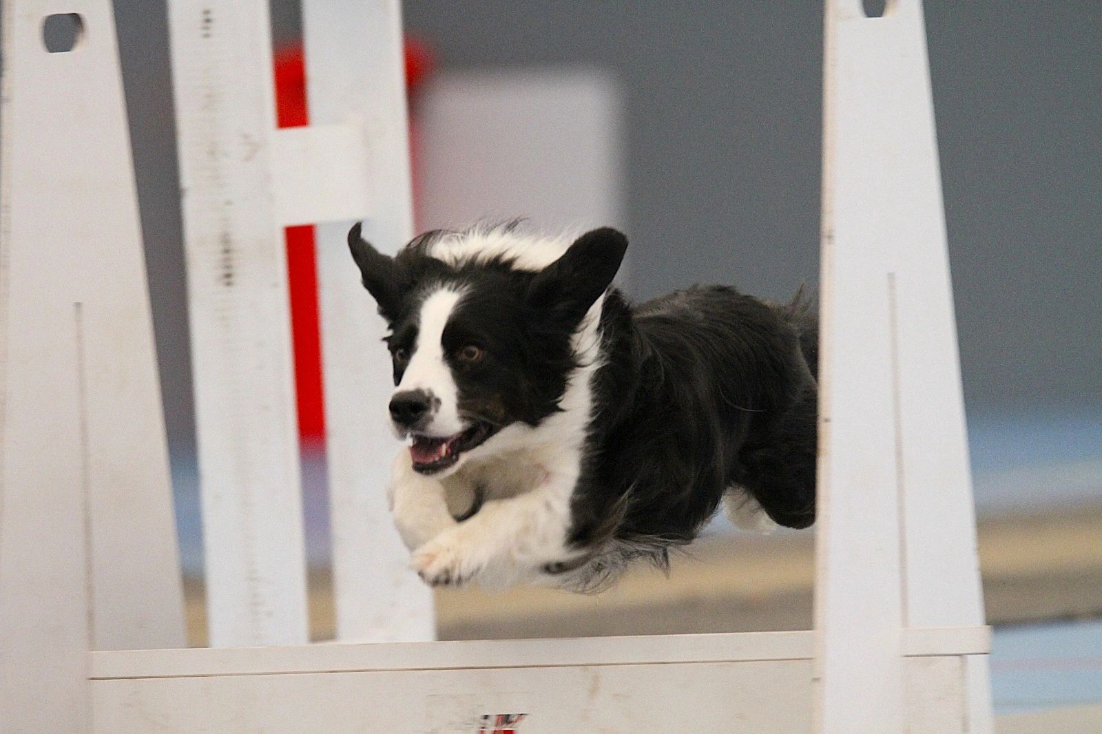 Expert Flyball Training for Your Dog | Altitude Flyball Team