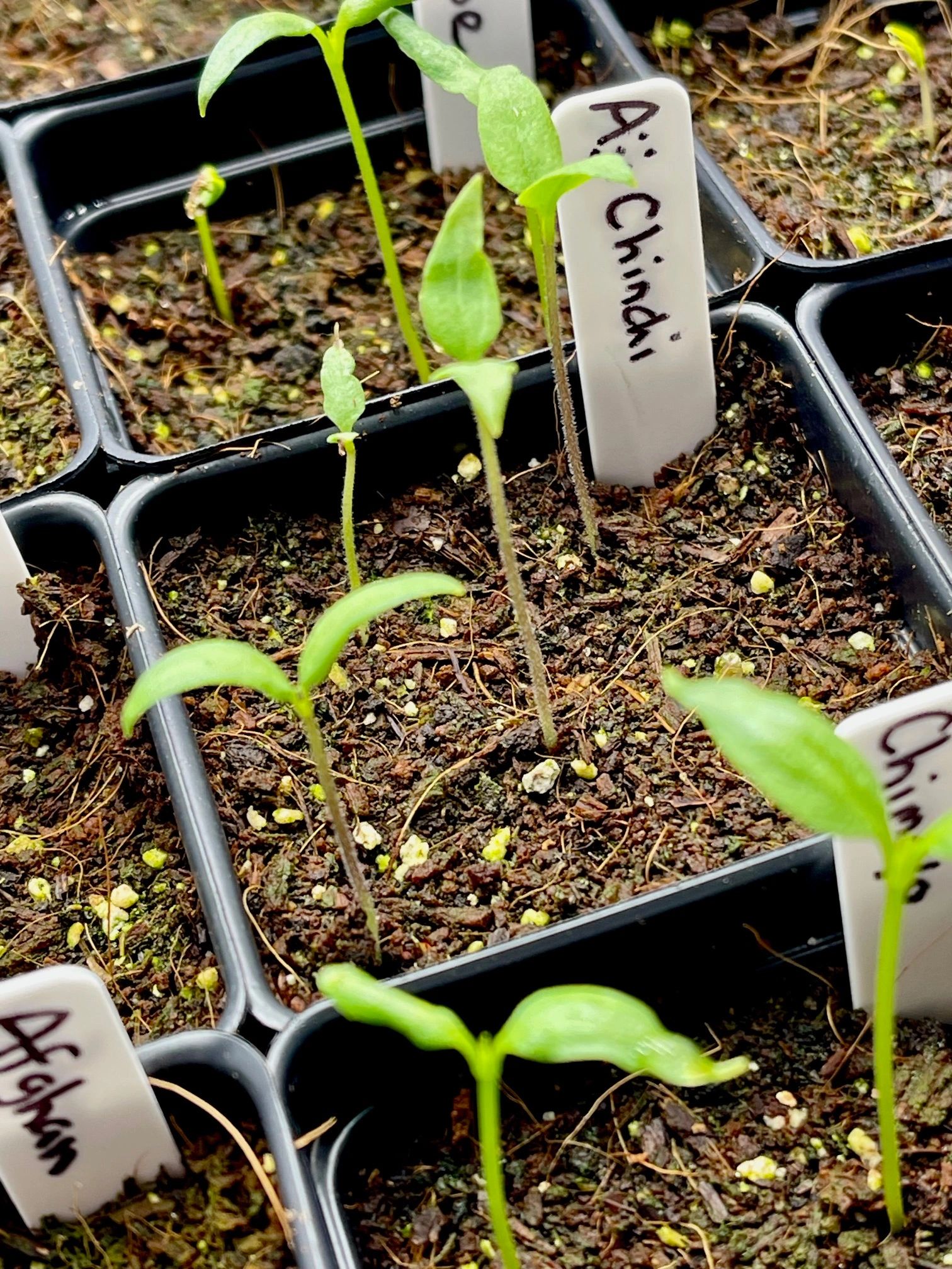 5 Must-Know Tips to Kick Off Your Spring Chili Garden in Michigan