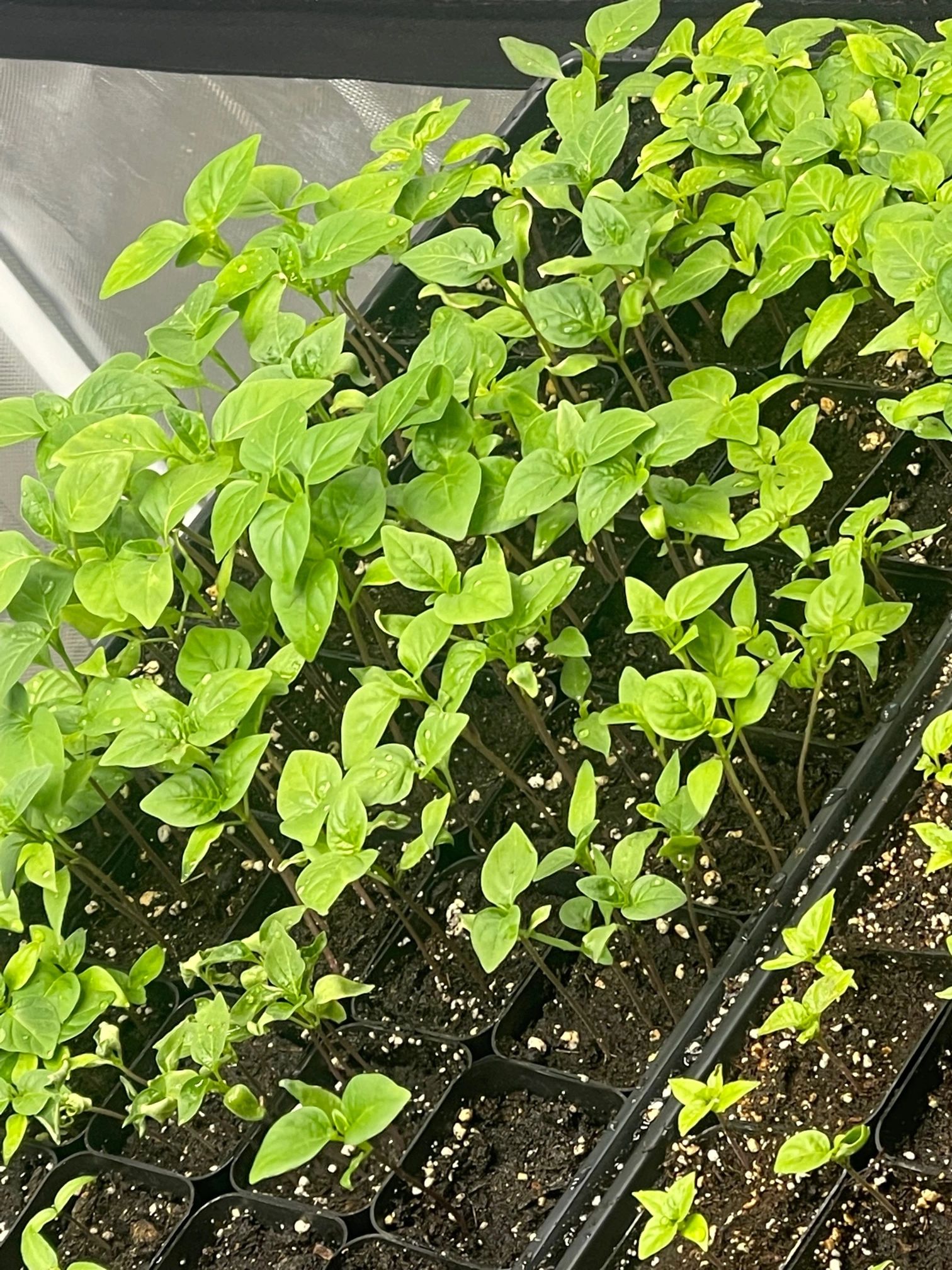 Why Choose MCG Seeds?