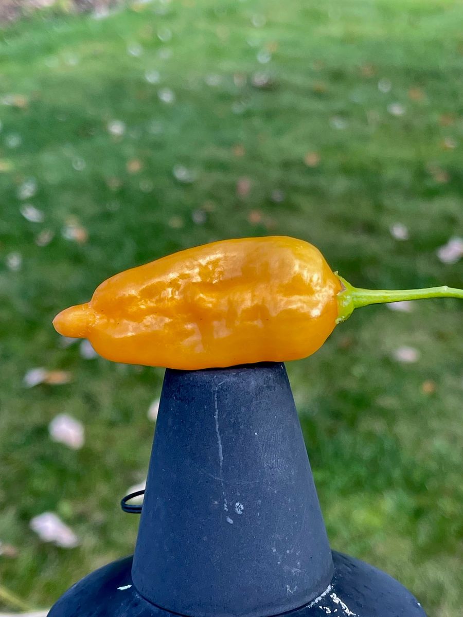 Aji Mango Long