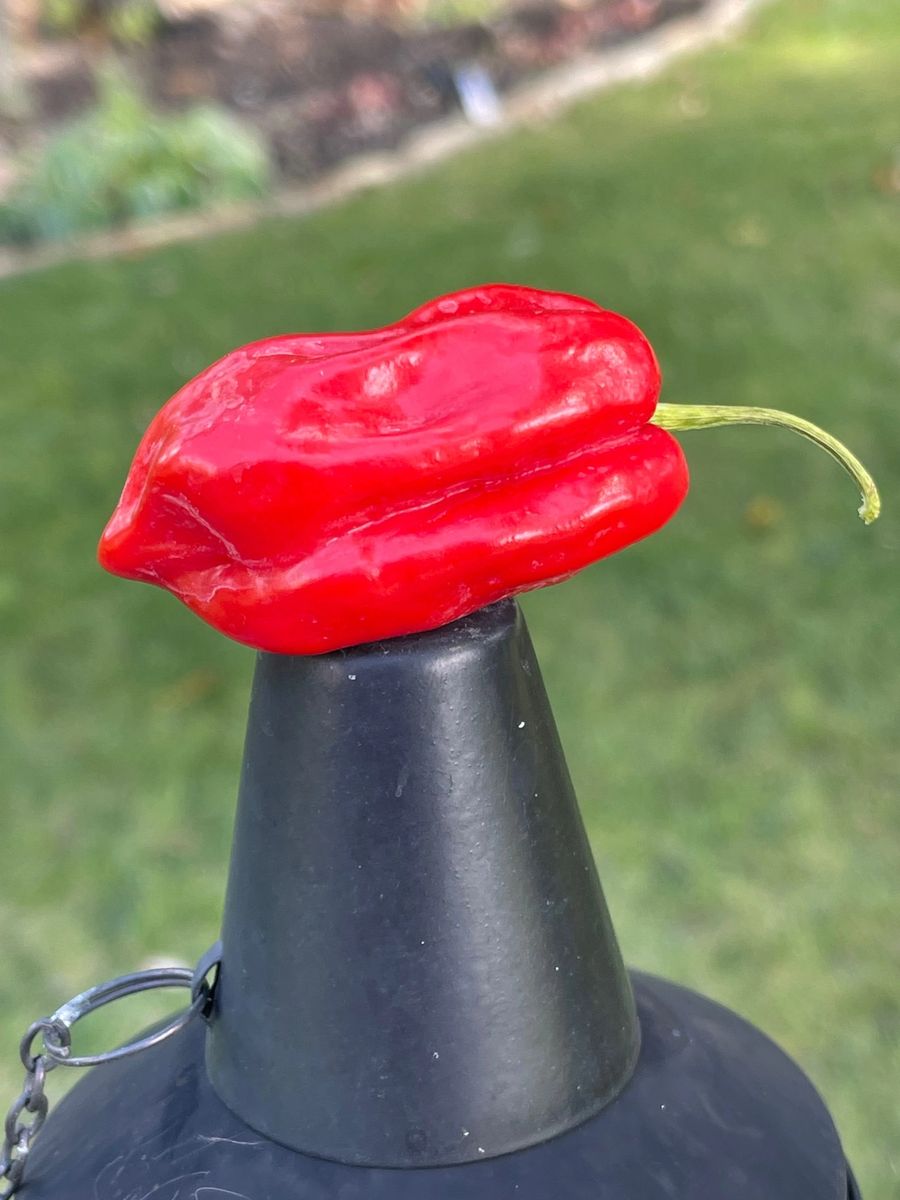 Fijian Bongo Habanero