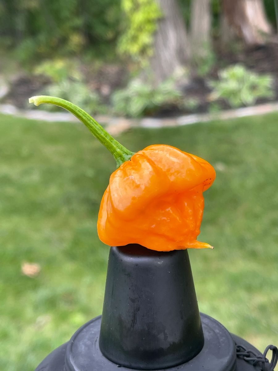 Freeport Orange Scotch Bonnet