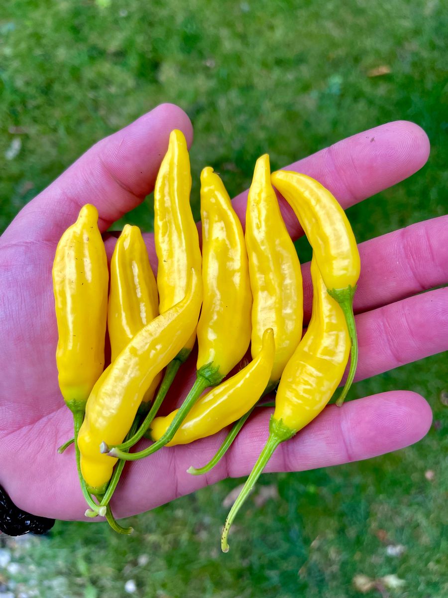 Aji Pineapple