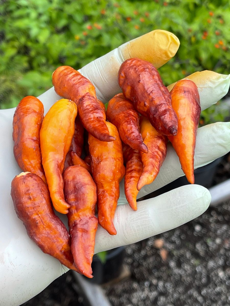 Purple Orange Bumpy (POB) - Restocked!