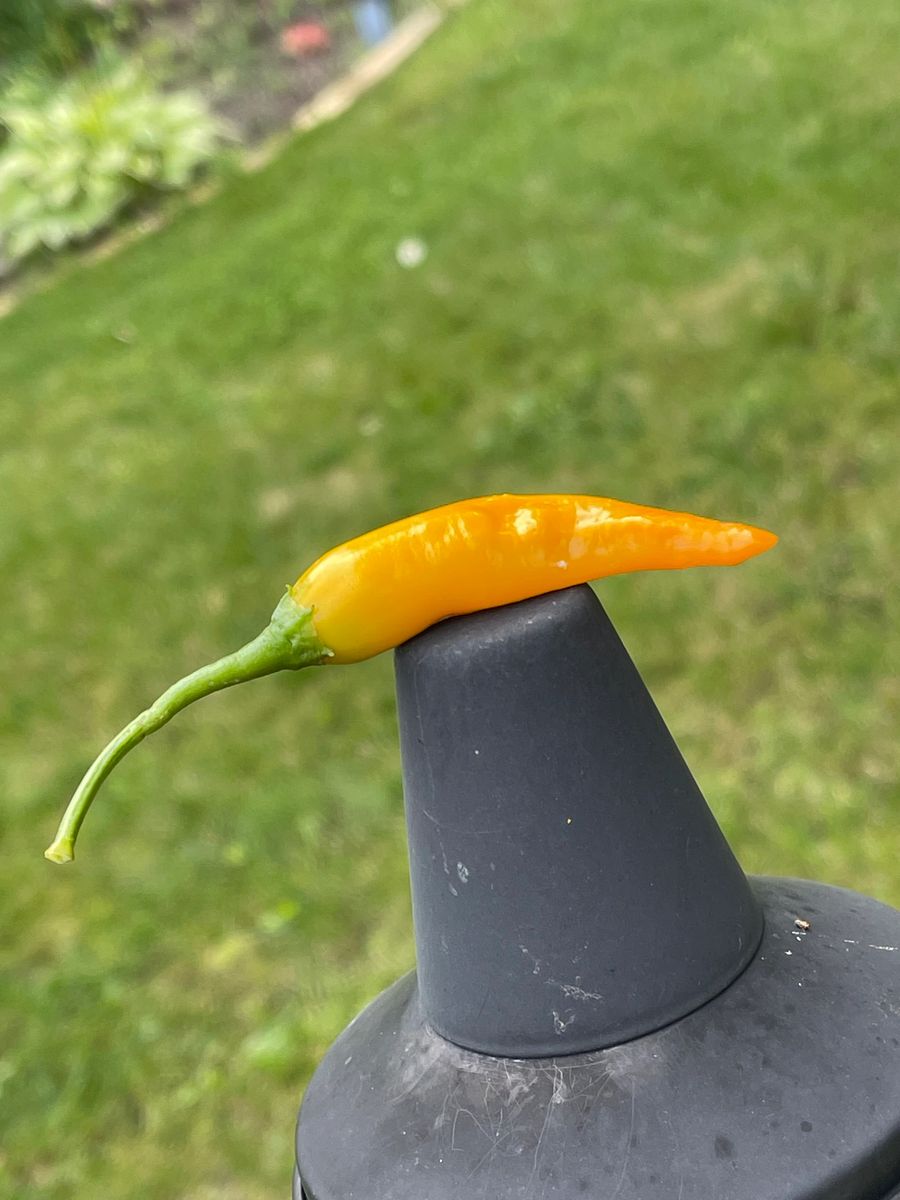 Aji Criolla Sella