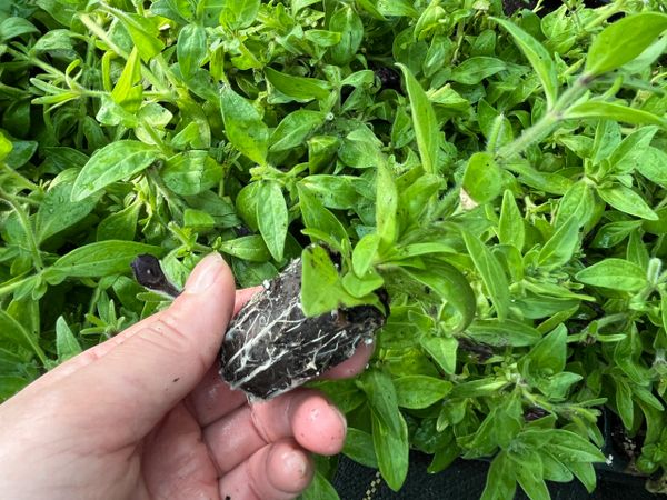 Live Petunia Starter Plants: Flowering Annuals for Garden Pots & Beds