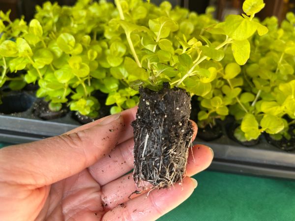 Golden Creeping Jenny Live Plants - Ground Cover Perennial for Shade ...