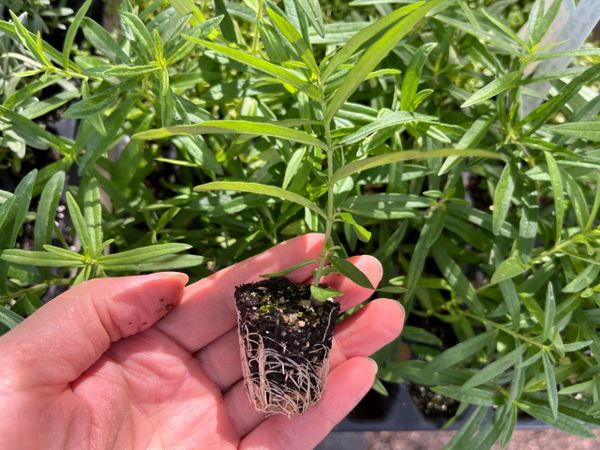 Native Milkweed Sater Plant: A Nectar Sanctuary for Monarch Butterflies