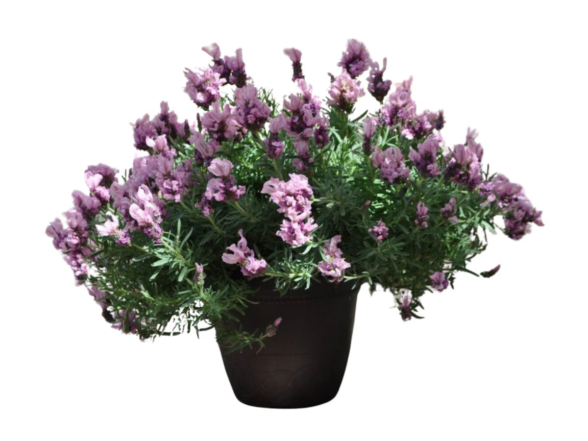 Lavandula Stoechas Lavish Series Plant, The World’s First Multi-bract ...