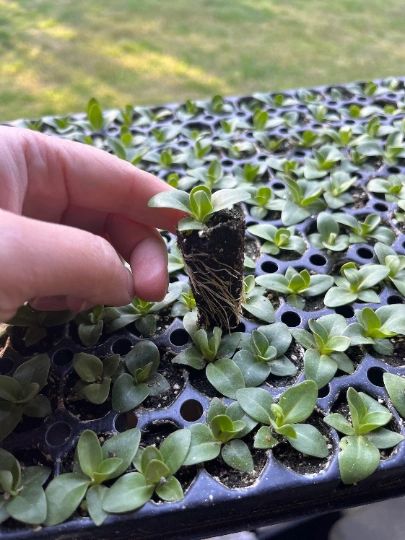 Live Lisianthus Plant Celeb - the 'Rose Without Thorns' Long lasting Flower