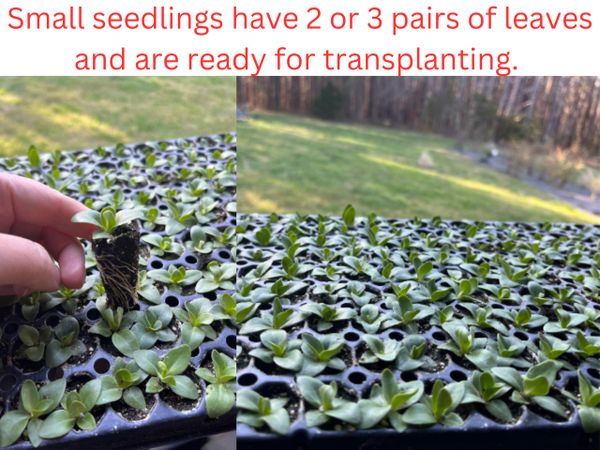 Live Lisianthus Arosa Series Plant, Long-lasting Flower Plug Starter