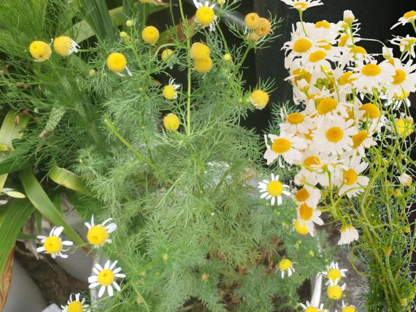 Roman Chamomile Starter Plant – Live Herb for Tea, Calming Garden Perennial