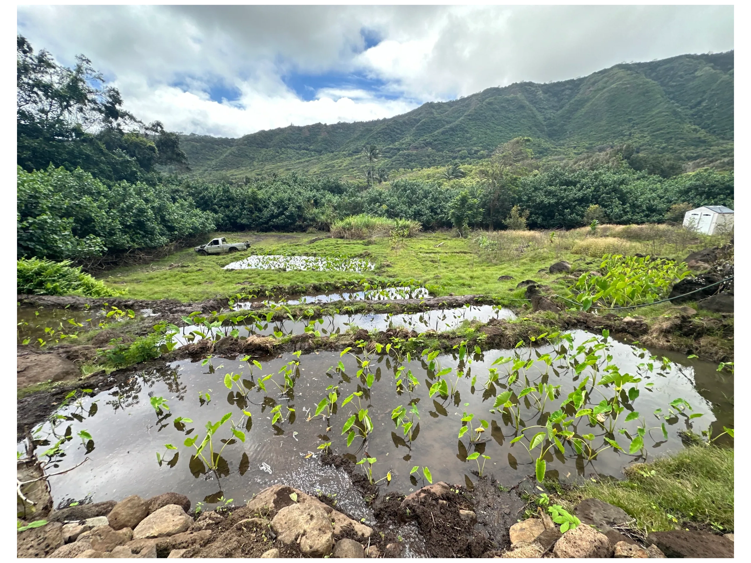 Kanaka Kauila