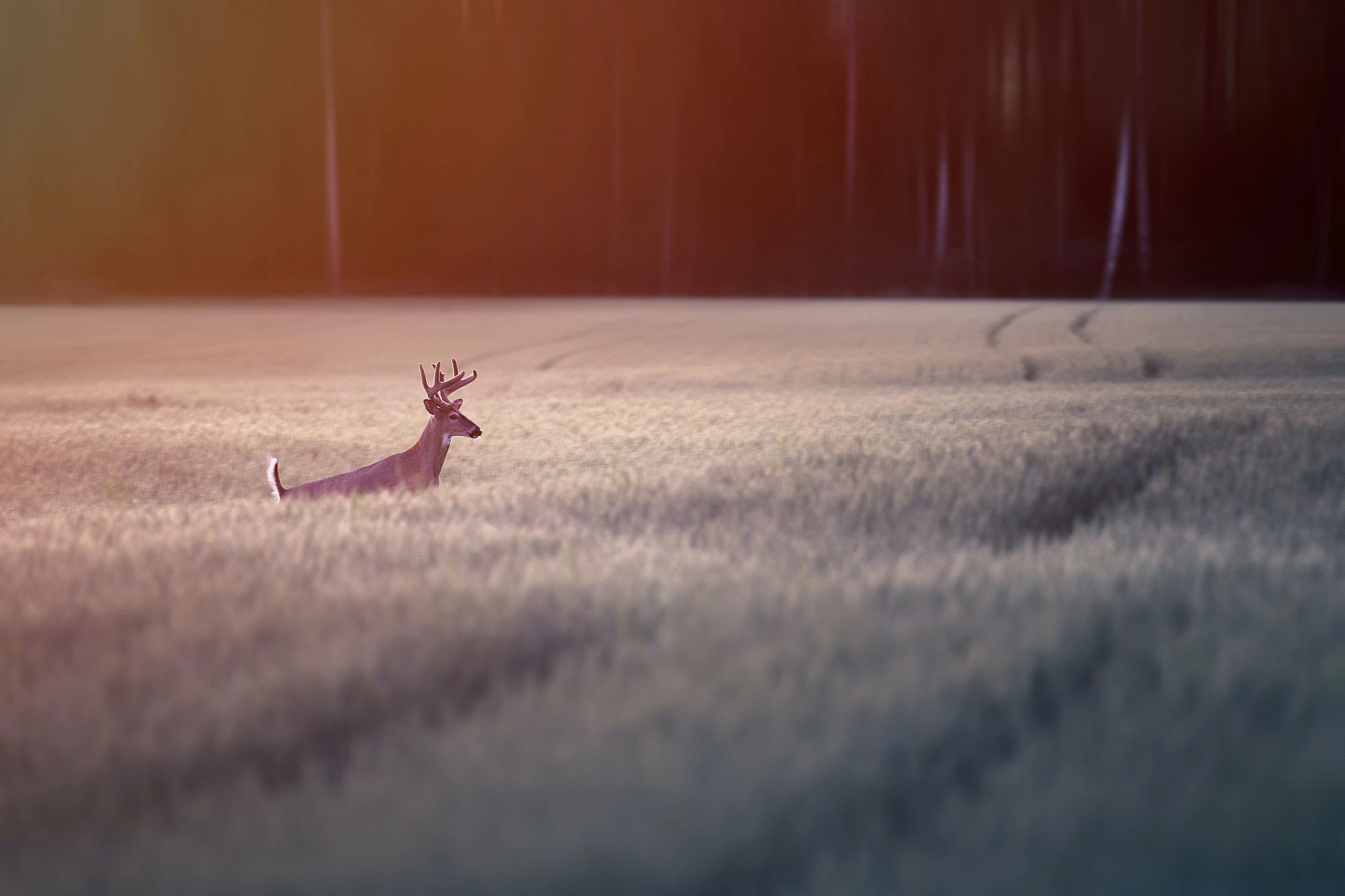 Hunters Against Hunger in Charlotte, Michigan