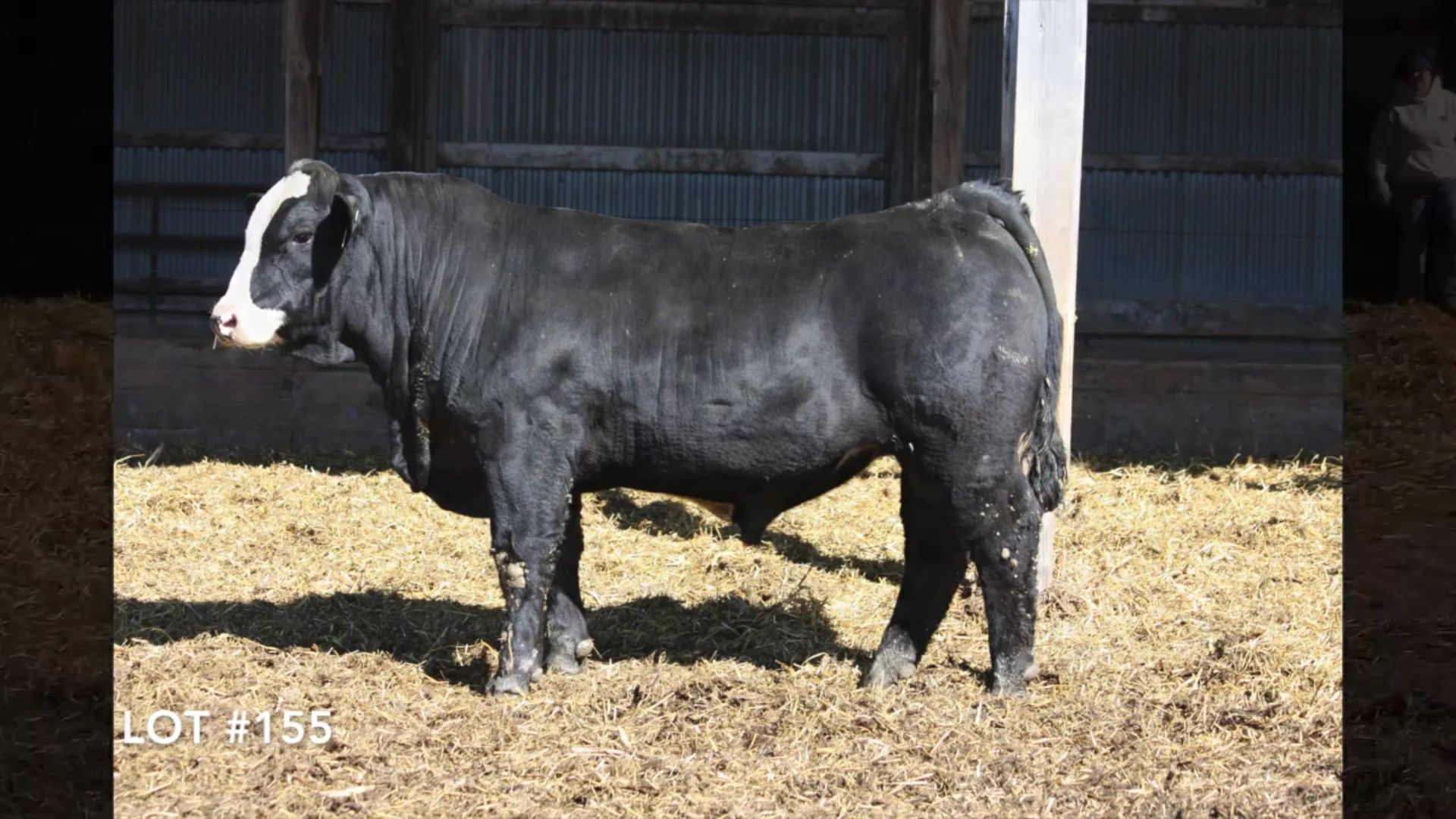 Simmental Beef Cattle Bulls and Heifers for Sale - Wolfe Simmentals