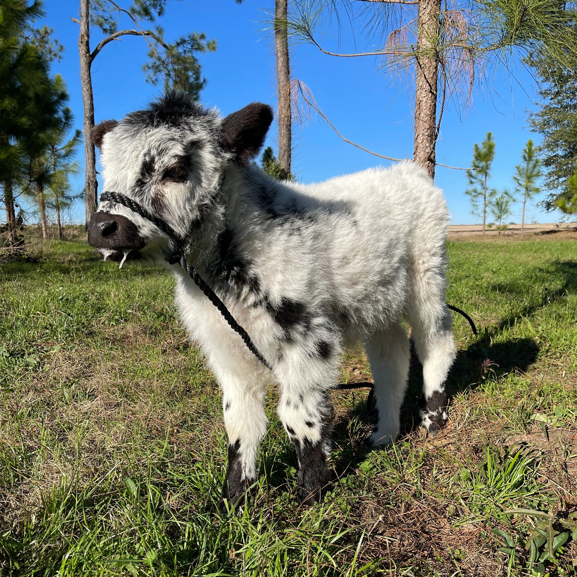 Available Mini Cows | Live Oak Mini Ranch