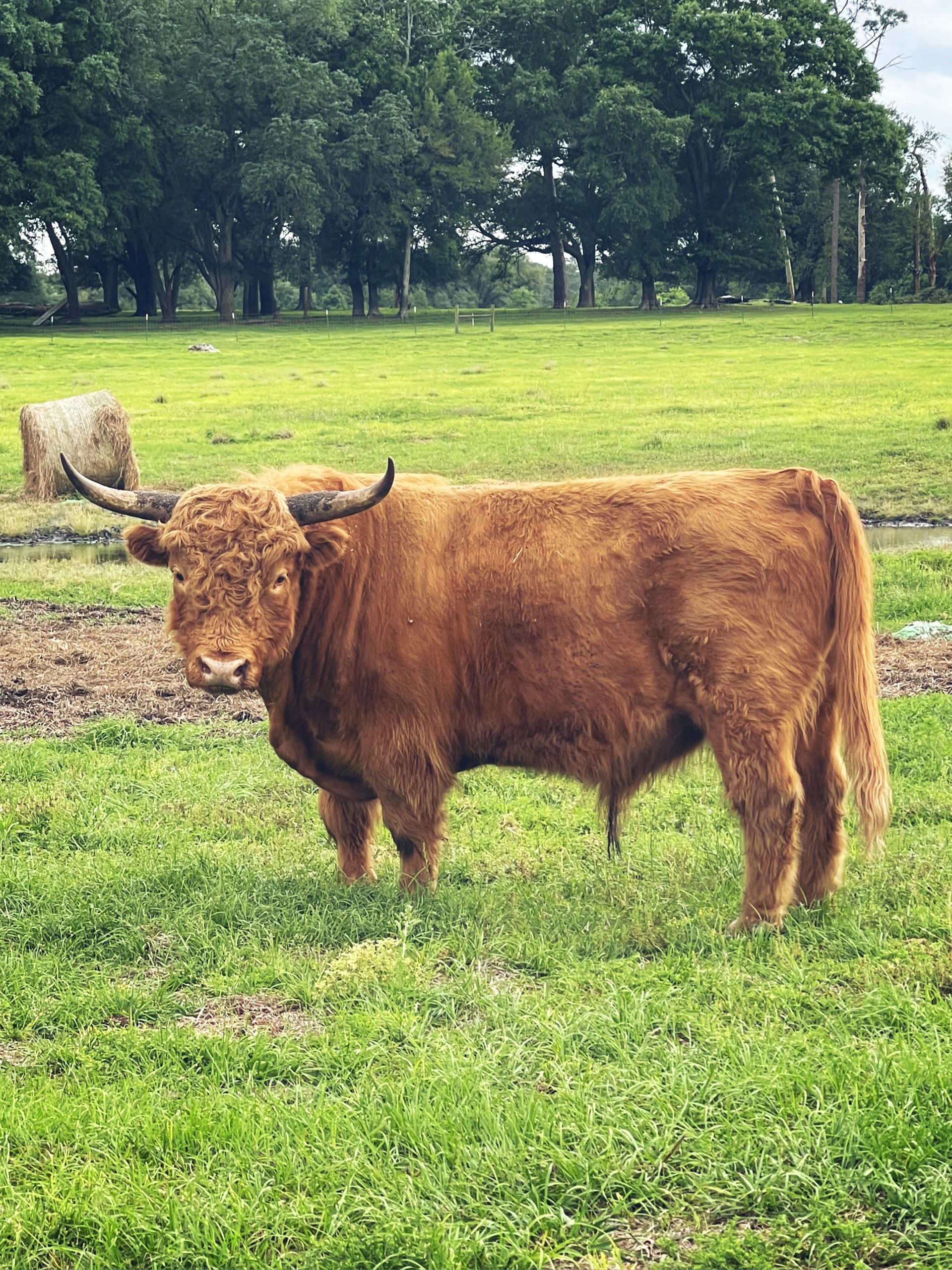 Available Mini Cows | Live Oak Mini Ranch