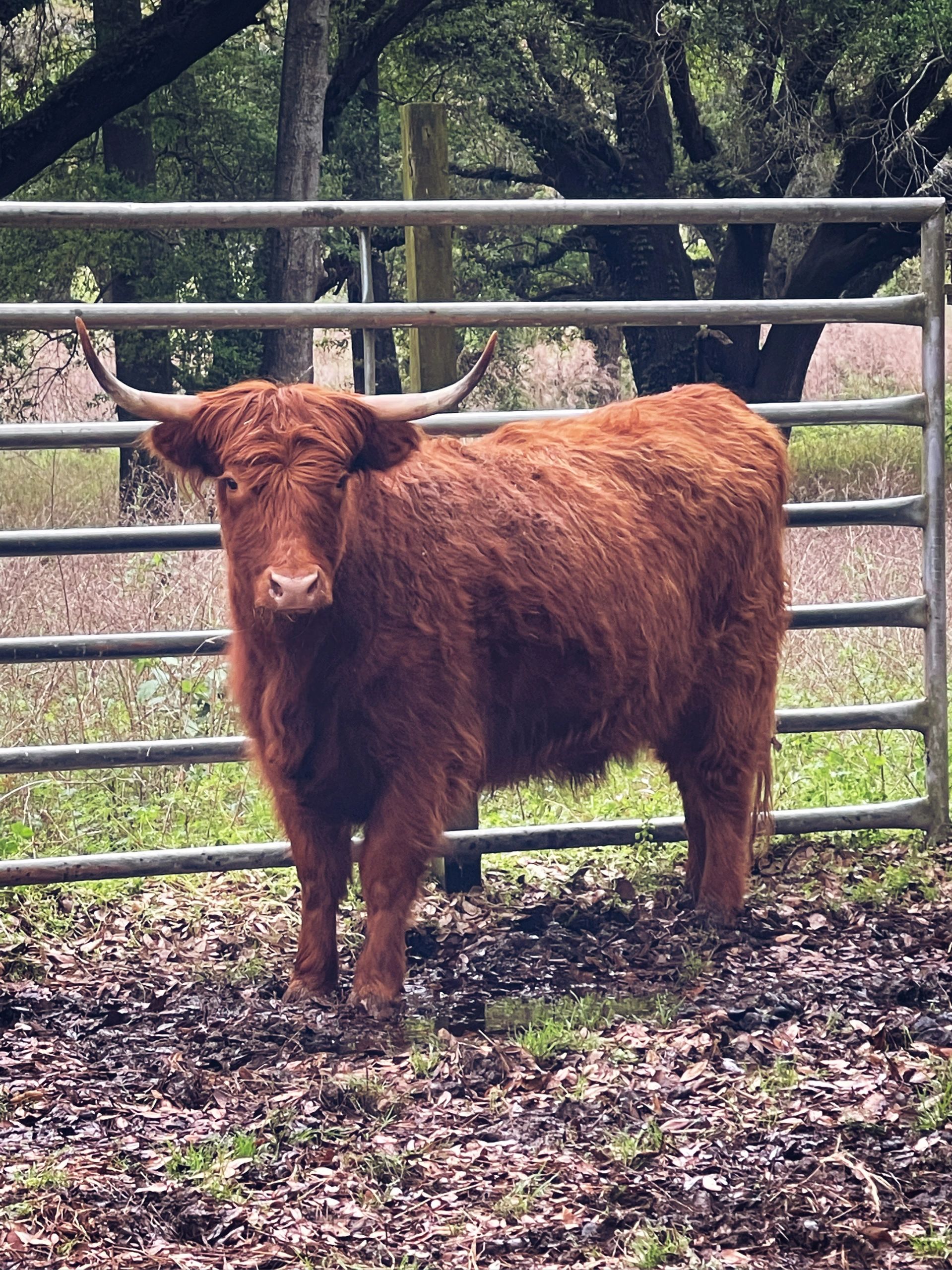 Available Mini Cows | Live Oak Mini Ranch